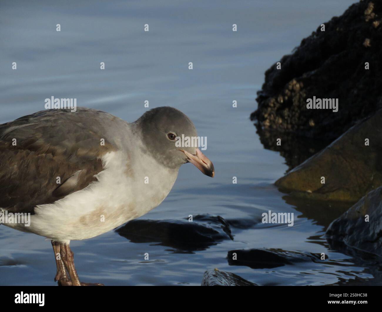 Dolphin Gull (Leucophaeus scoresbii Stock Photo - Alamy
