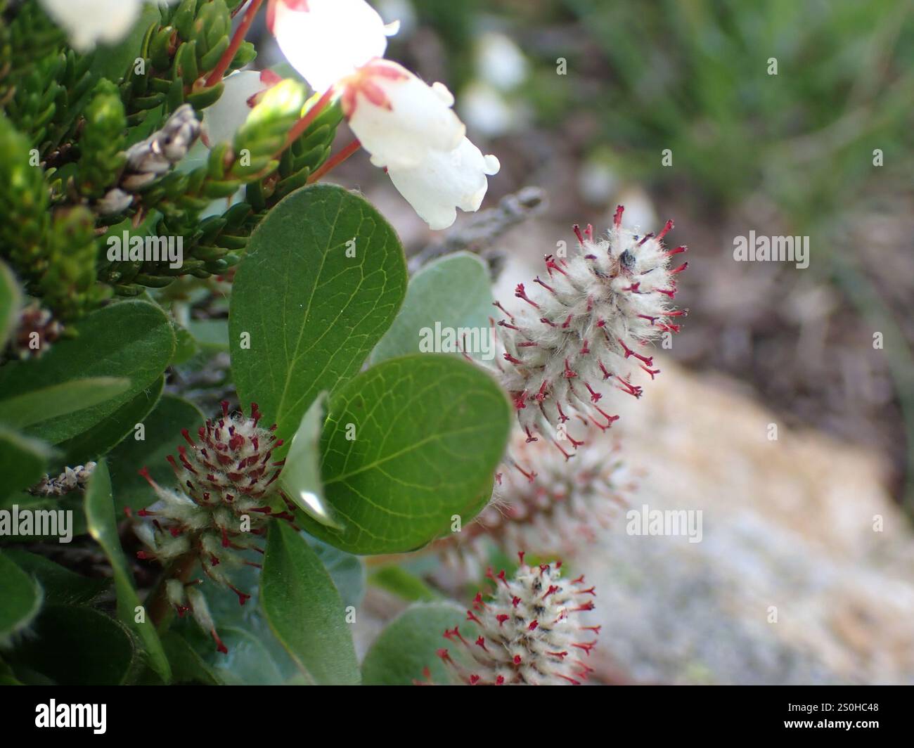 arctic willow (Salix arctica Stock Photo - Alamy