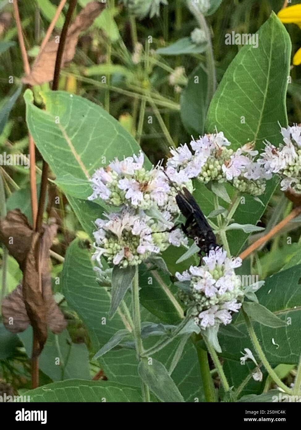 Great Black Digger Wasp (Sphex pensylvanicus Stock Photo - Alamy
