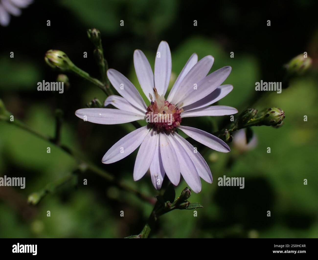 Common Blue Wood Aster (Symphyotrichum cordifolium Stock Photo - Alamy