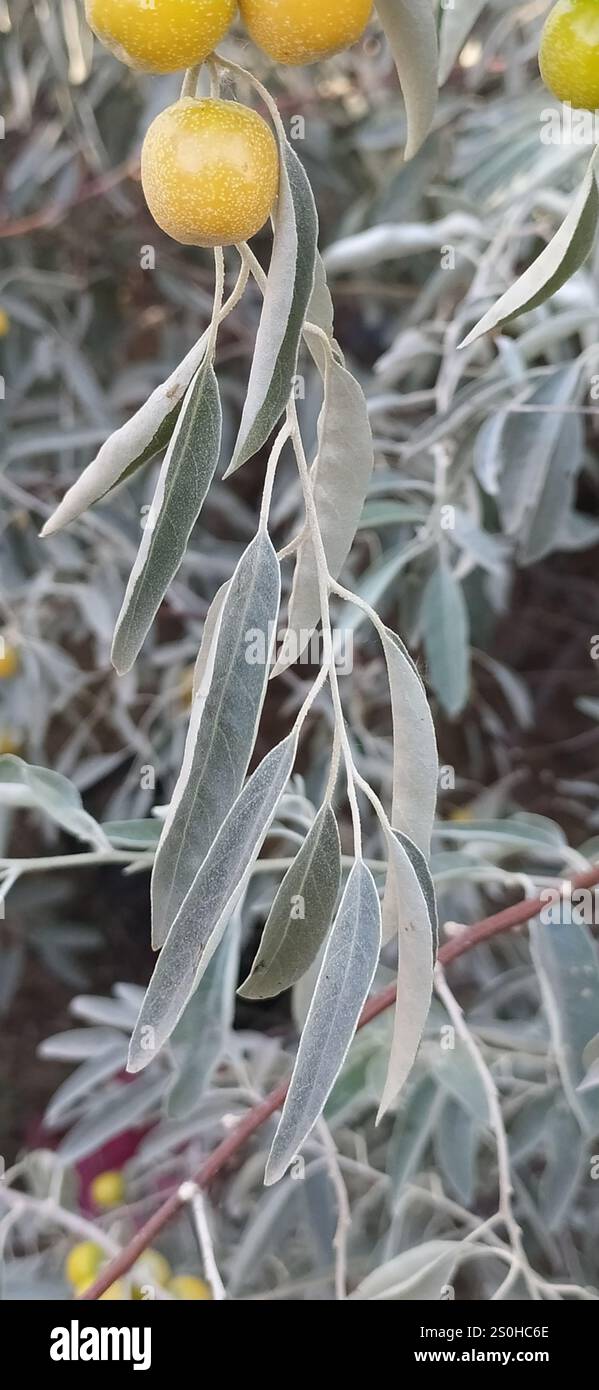 Russian olive (Elaeagnus angustifolia Stock Photo - Alamy
