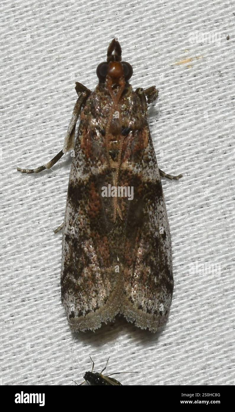 Scale-feeding Snout (Laetilia coccidivora Stock Photo - Alamy