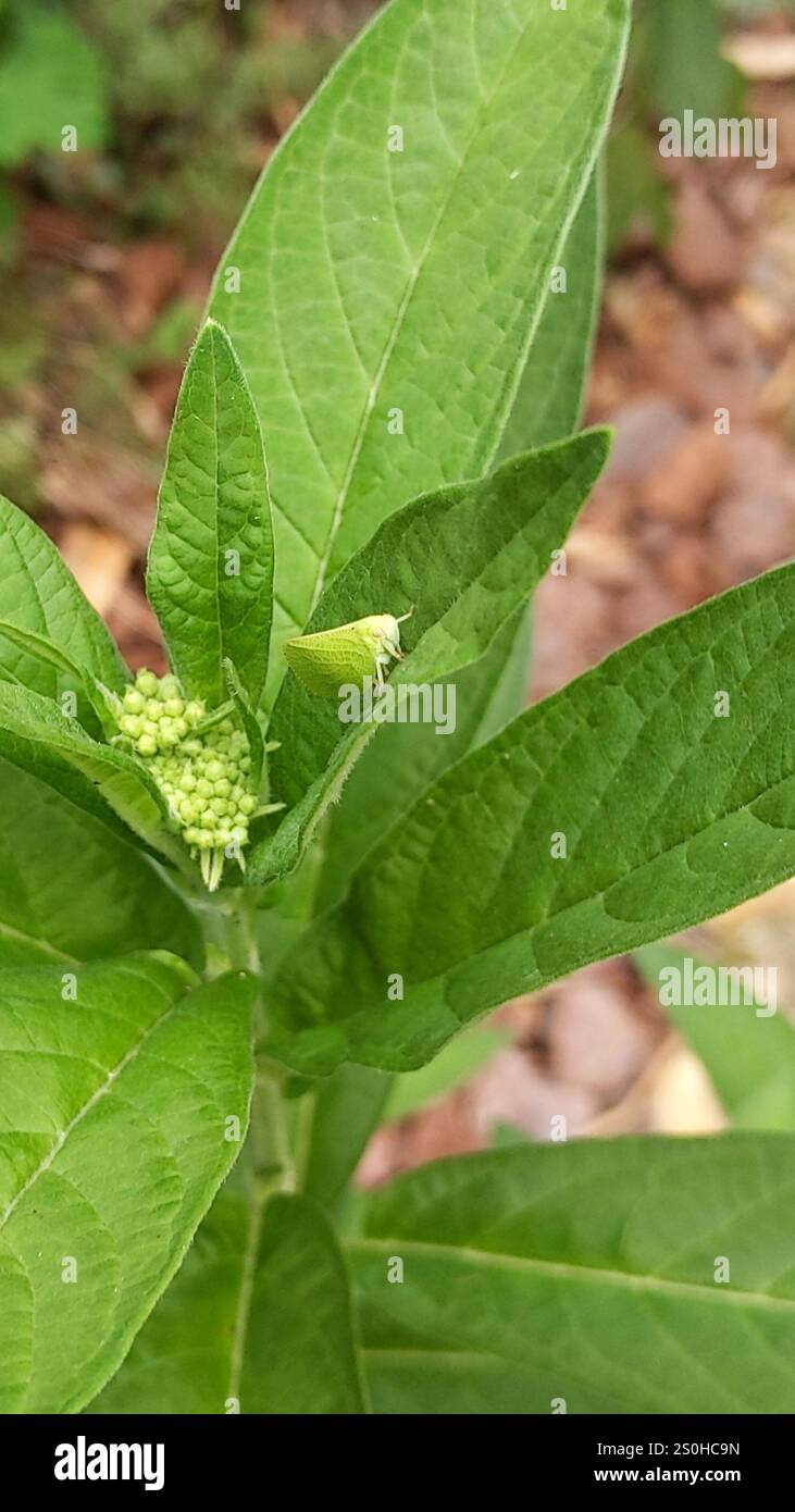 Green Cone-headed Planthopper (Acanalonia conica Stock Photo - Alamy
