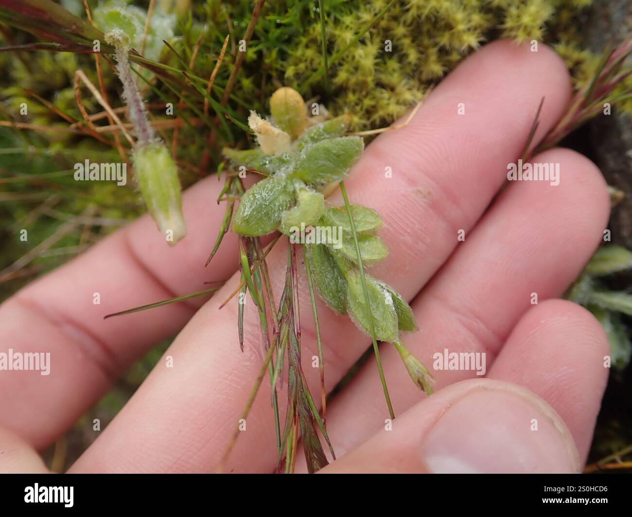 Alpine Mouse-ear (Cerastium alpinum Stock Photo - Alamy