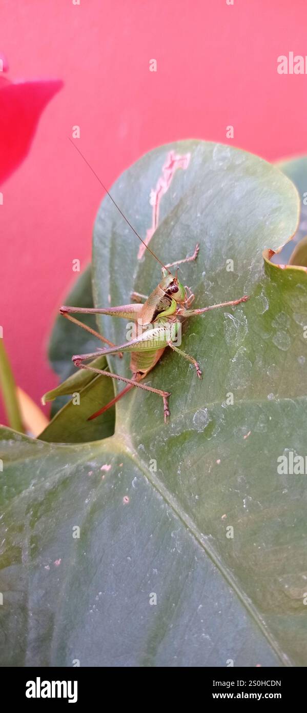 Schmidt's Marbled Bush-cricket (Eupholidoptera schmidti Stock Photo - Alamy