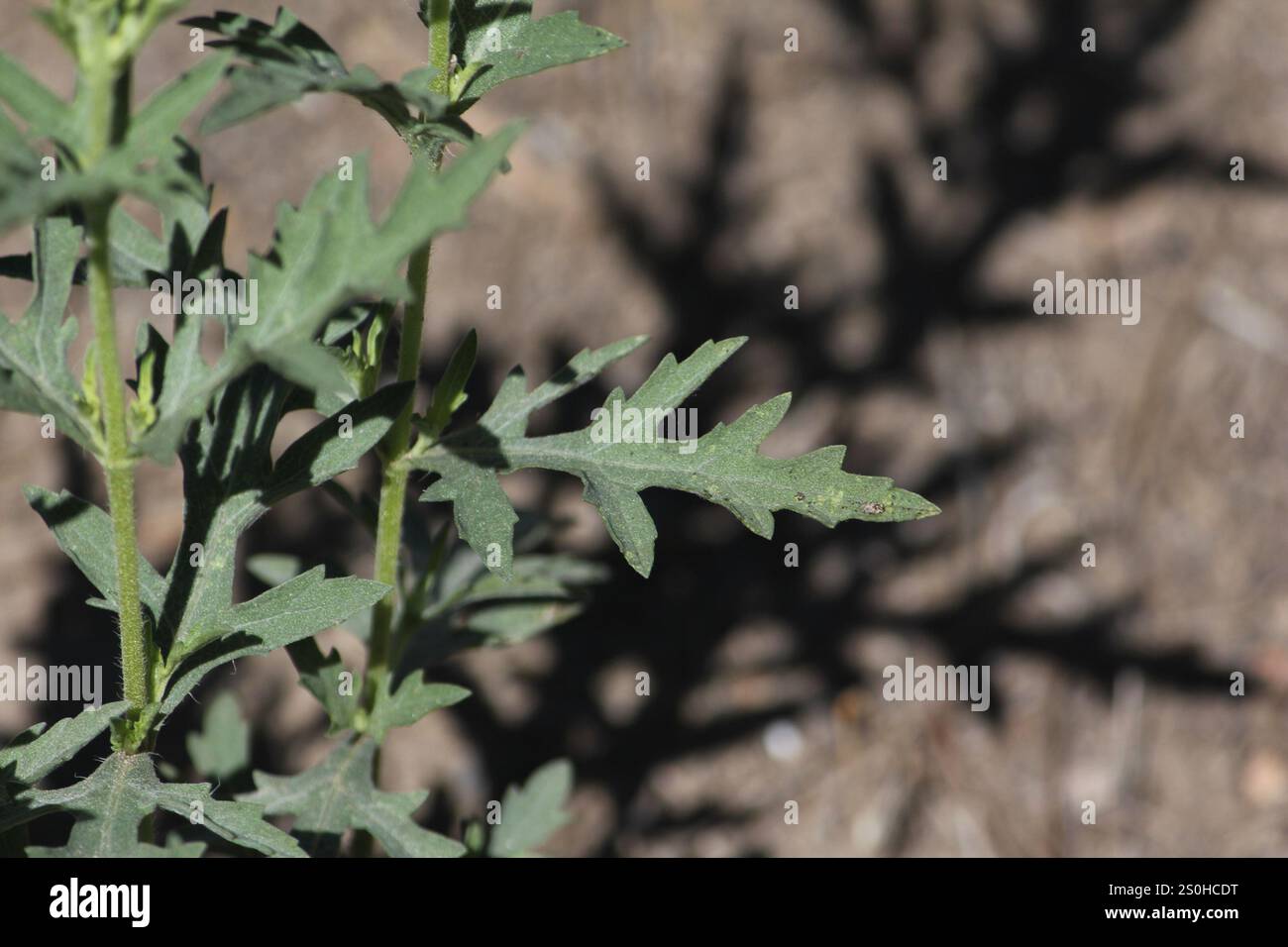 western ragweed (Ambrosia psilostachya Stock Photo - Alamy