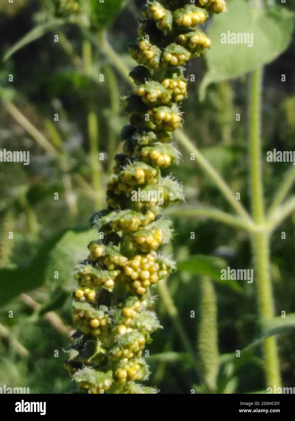 giant ragweed (Ambrosia trifida Stock Photo - Alamy