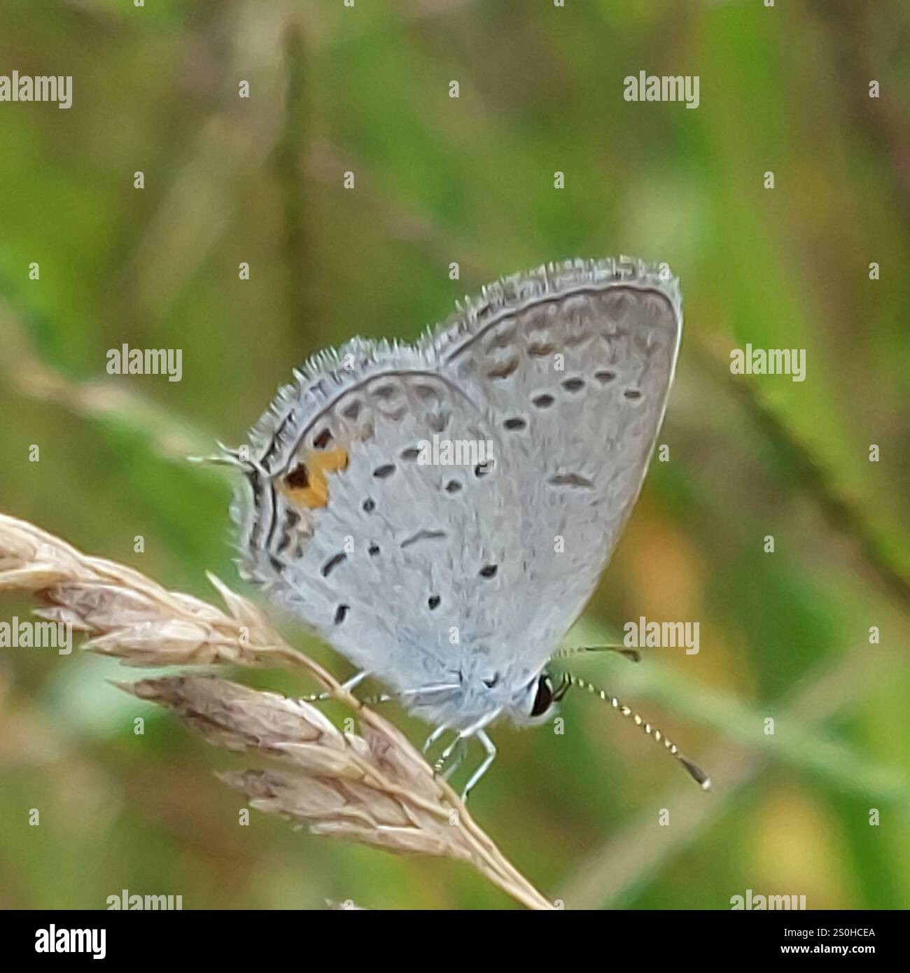 Eastern Tailed-Blue (Cupido comyntas Stock Photo - Alamy
