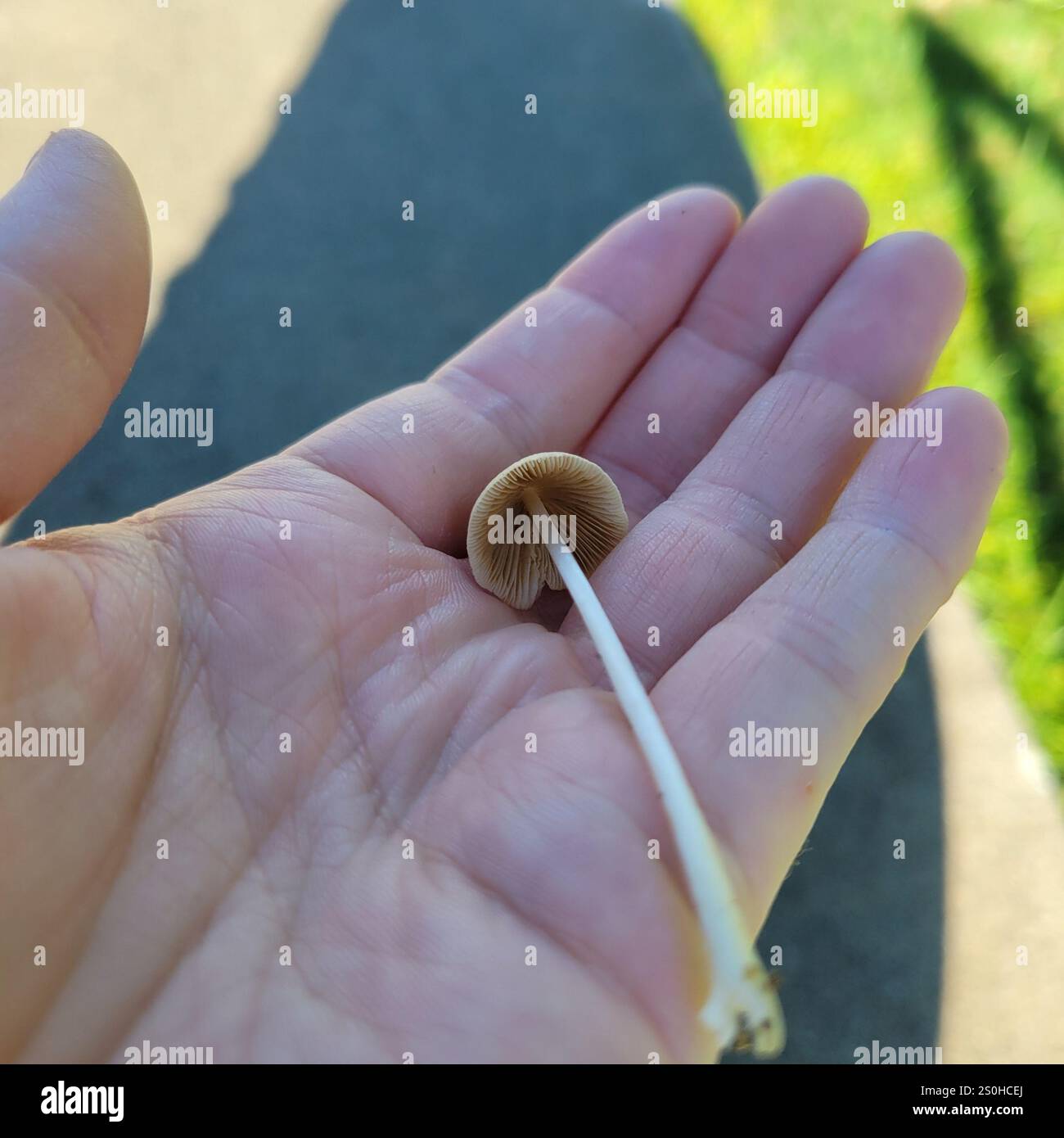 milky conecap (Conocybe apala Stock Photo - Alamy