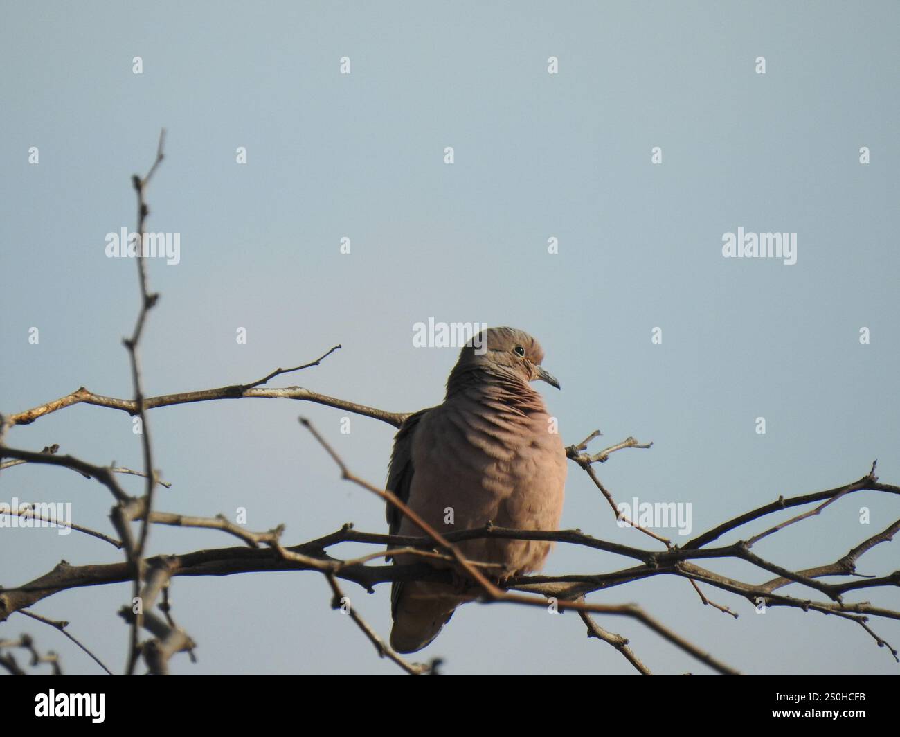 Picuí Ground Dove (Columbina picui Stock Photo - Alamy
