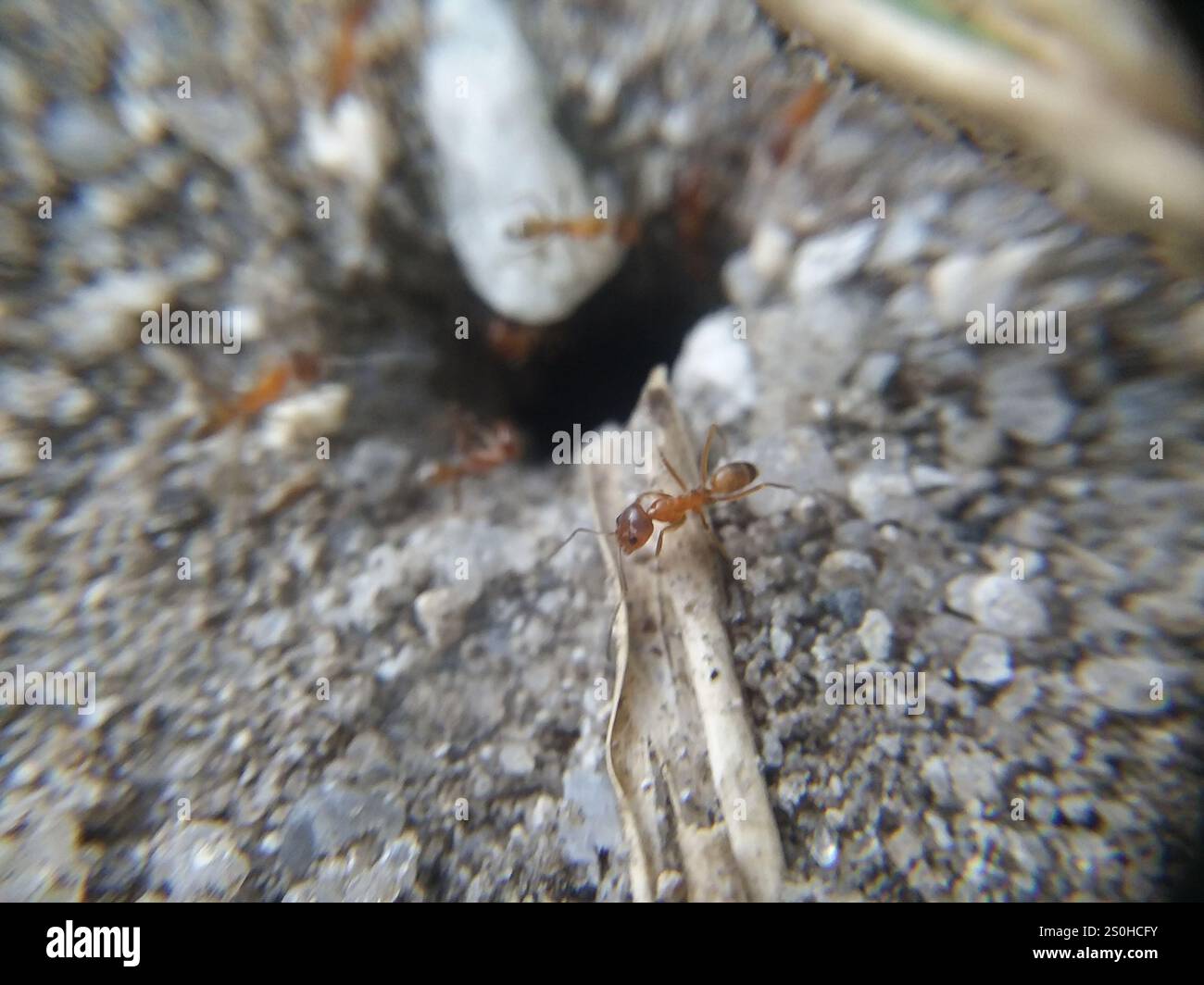 Buren's Pyramid Ant (Dorymyrmex bureni Stock Photo - Alamy