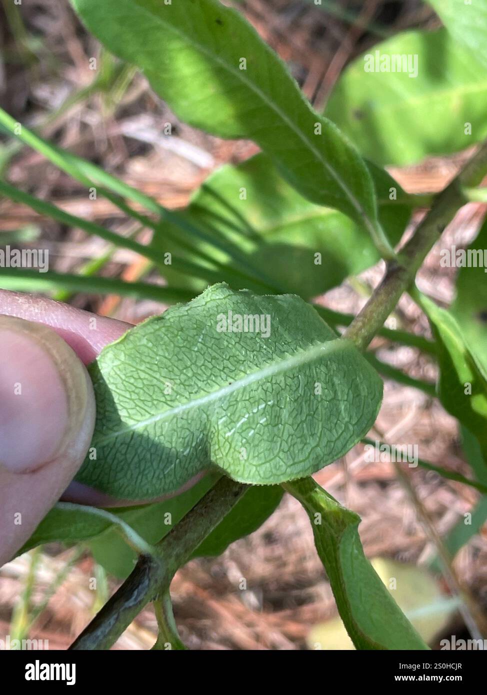 green comet milkweed (Asclepias viridiflora Stock Photo - Alamy