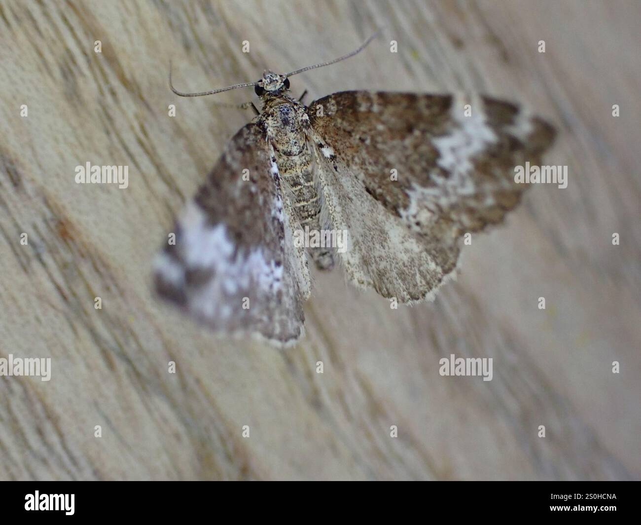 Small Rivulet (Perizoma alchemillata Stock Photo - Alamy