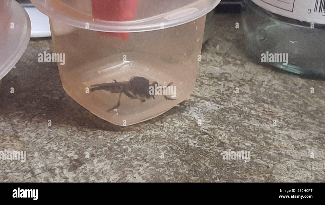 Red-footed Cannibal Fly (Promachus rufipes Stock Photo - Alamy