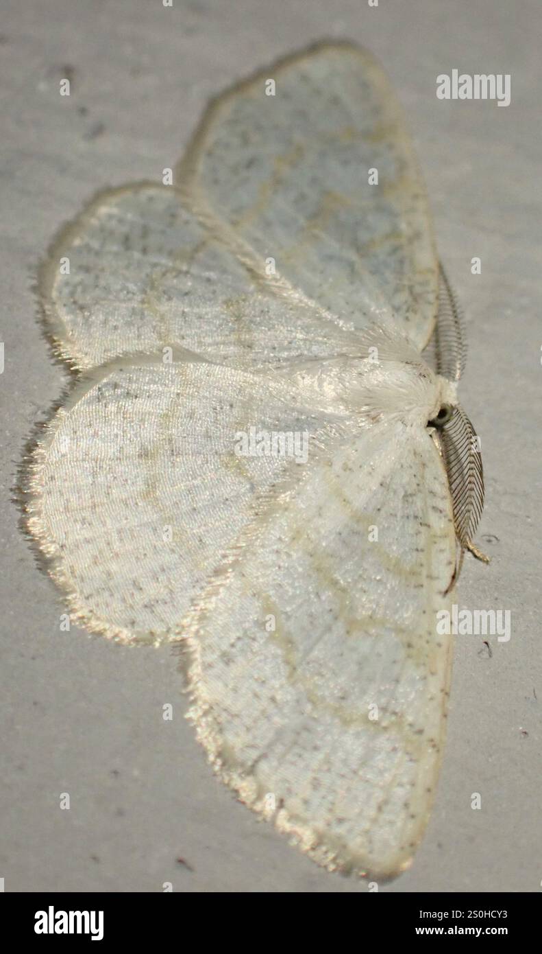 Northern Wave Moth (Cabera exanthemata Stock Photo - Alamy