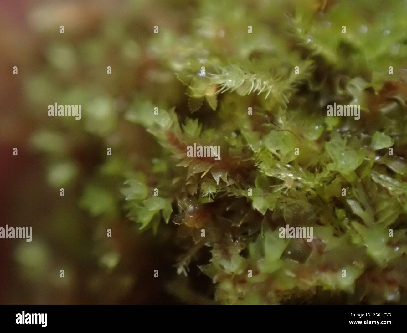 Droplet Notchwort (Lophozia guttulata Stock Photo - Alamy