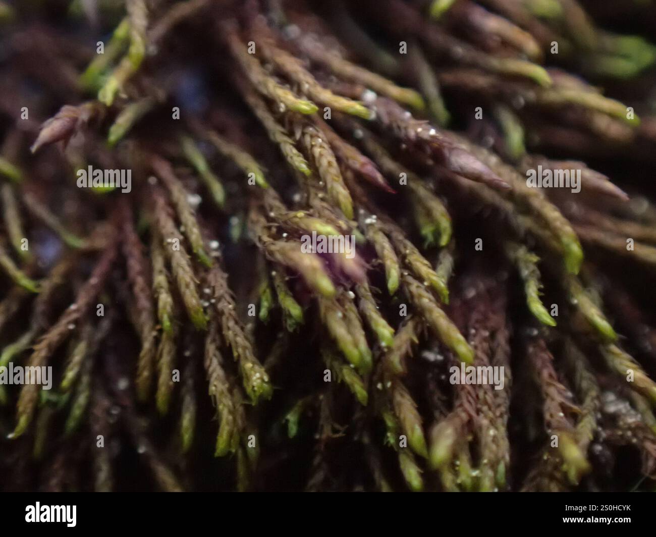Snow Rock Moss (Andreaea nivalis Stock Photo - Alamy