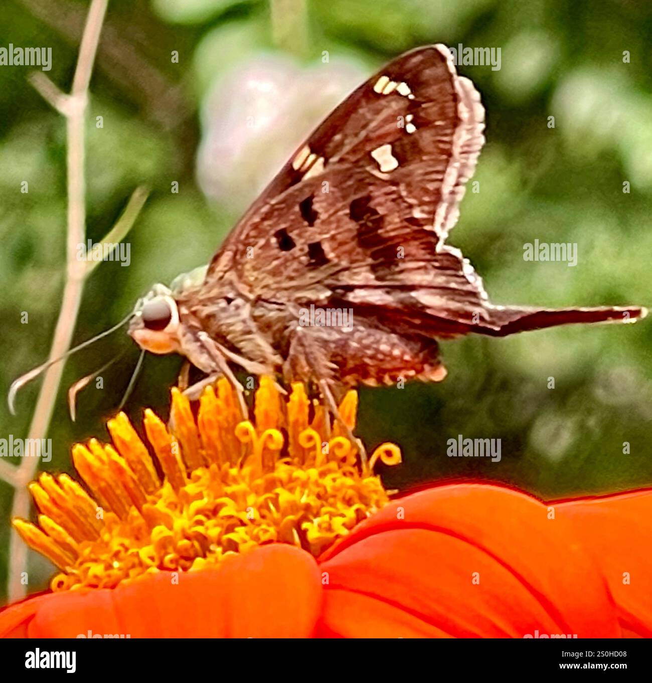 Long-tailed Skipper (Urbanus proteus Stock Photo - Alamy