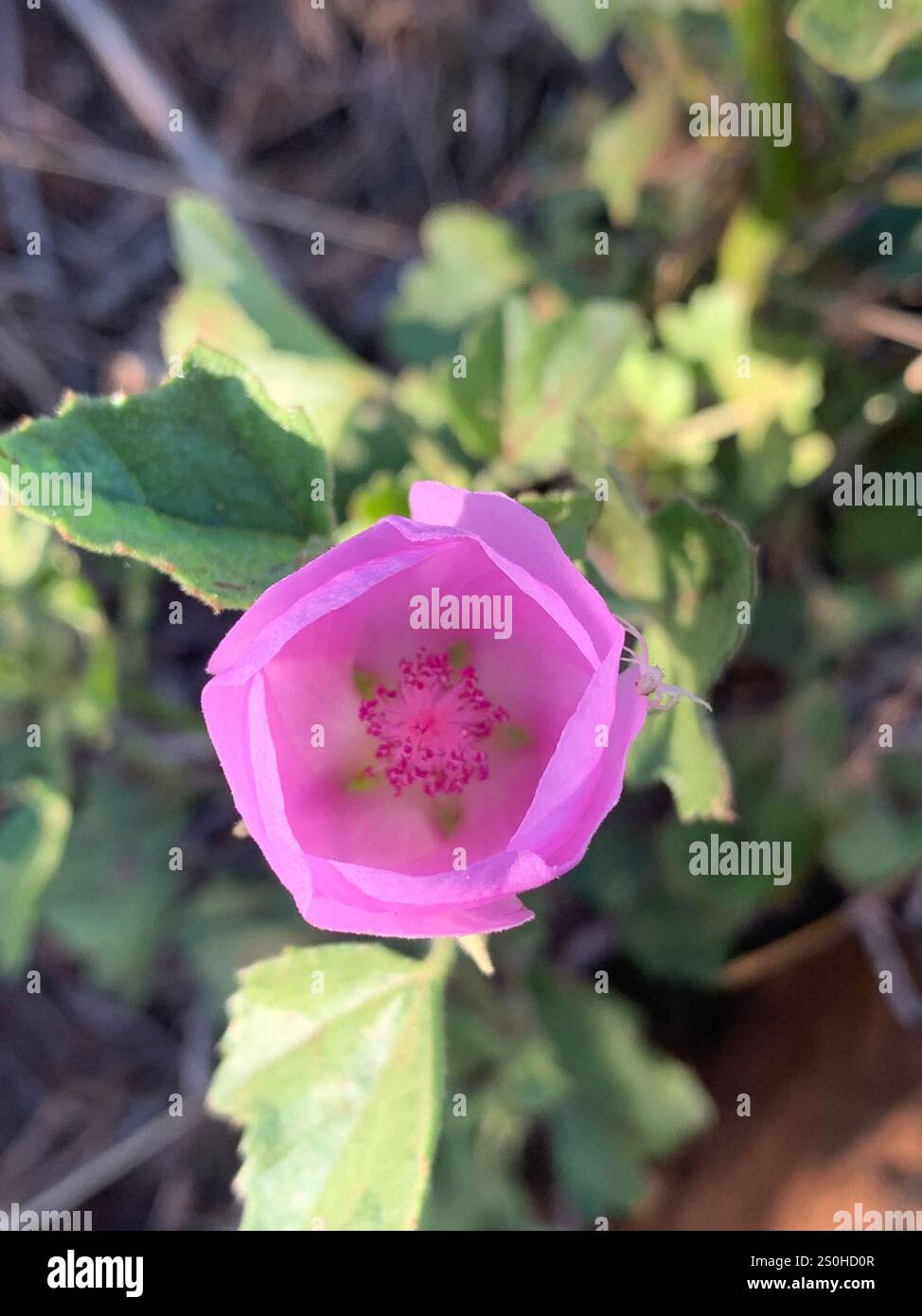 Baker's globe mallow (Iliamna bakeri Stock Photo - Alamy