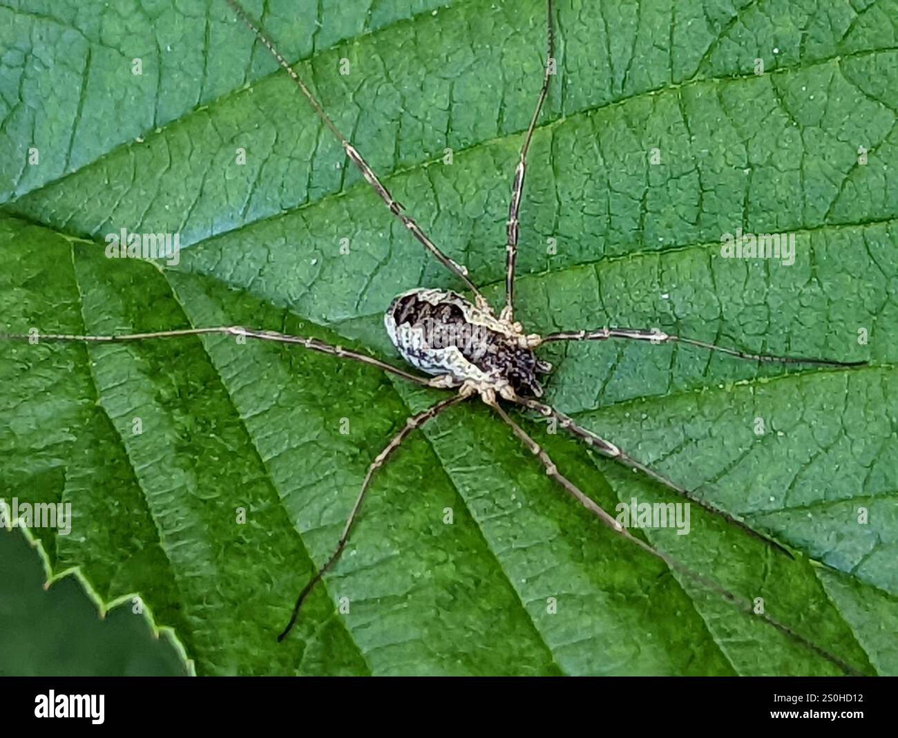 Saddleback Harvestman (Mitopus morio Stock Photo - Alamy