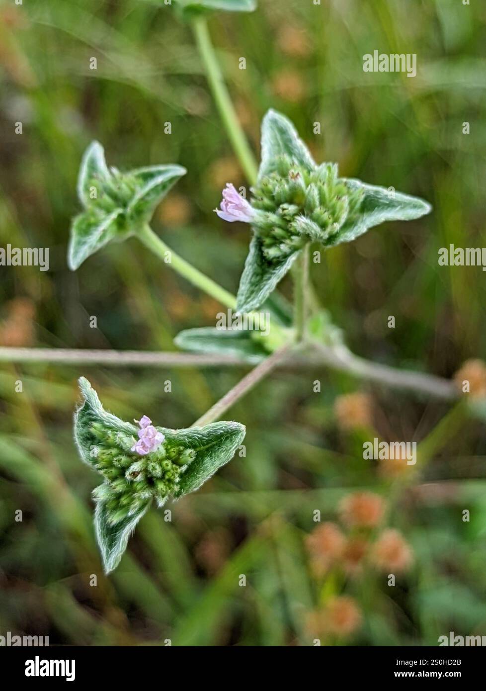 Tall Elephant's-foot (Elephantopus elatus Stock Photo - Alamy