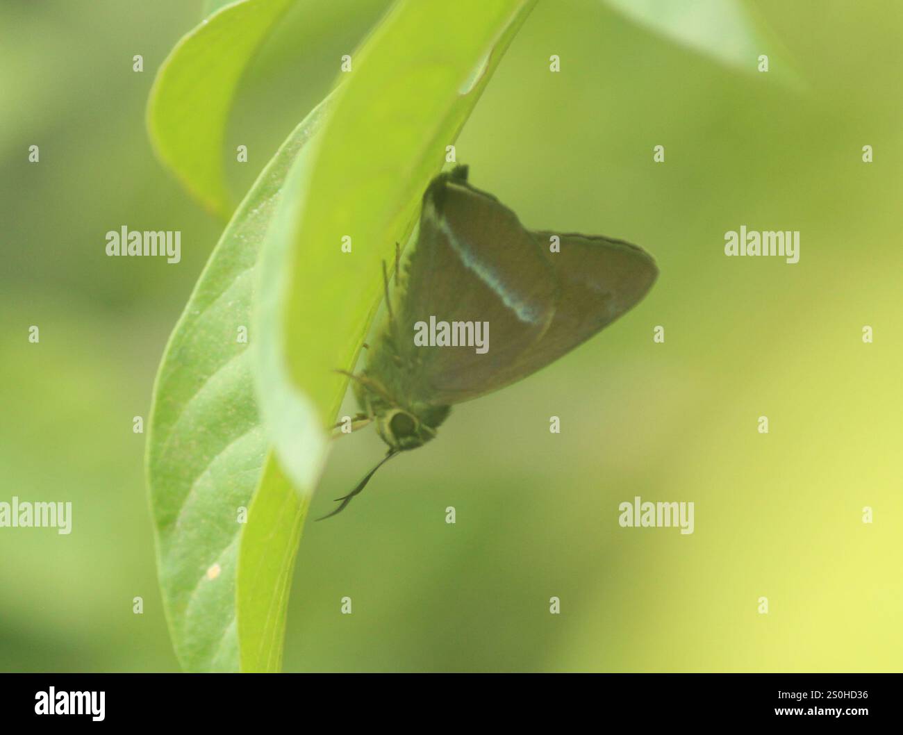 Hasora chromus hi-res stock photography and images - Alamy