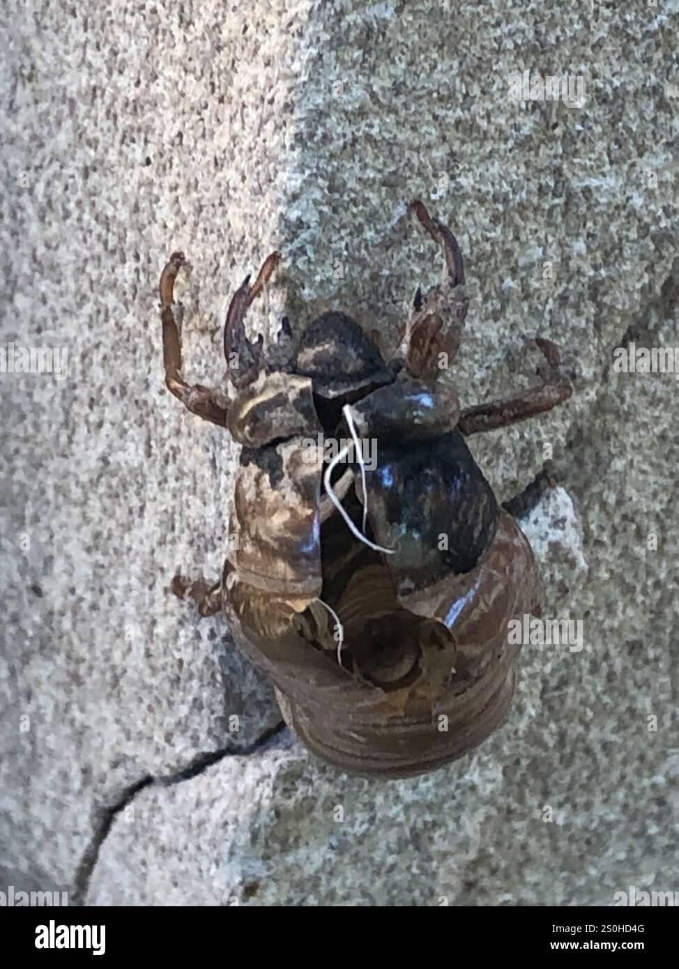 Scissor Grinder (Neotibicen pruinosus Stock Photo - Alamy