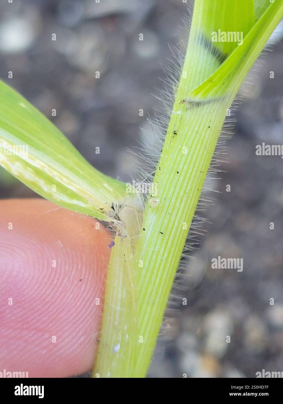 Proso Millet (Panicum miliaceum Stock Photo - Alamy
