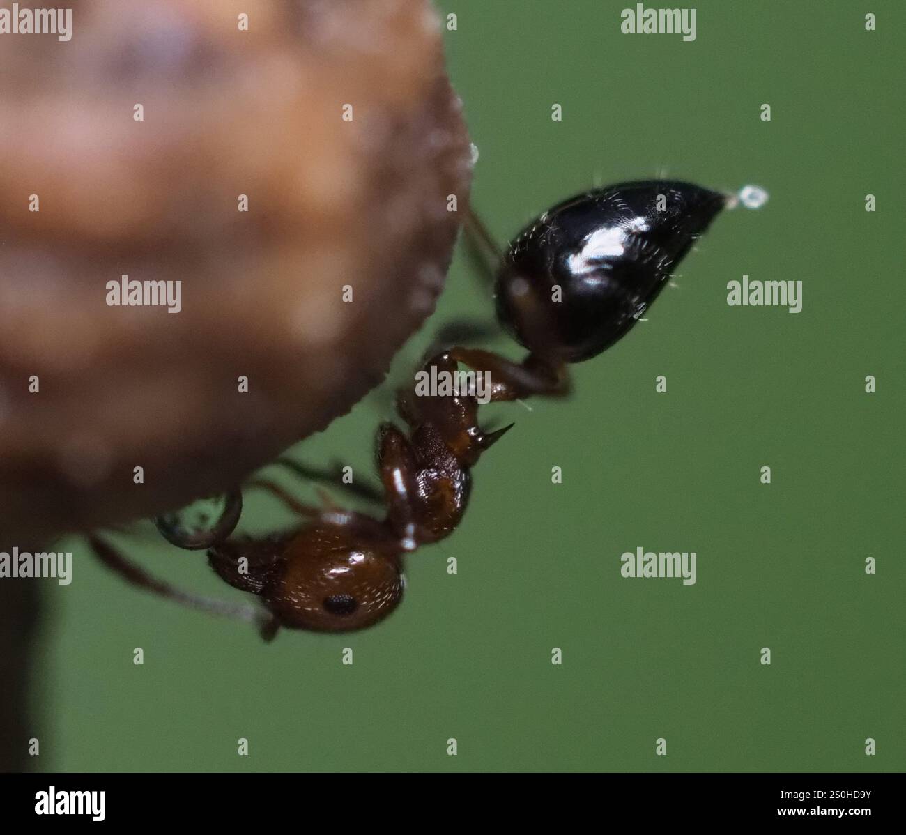 Shiny Acrobat Ant (Crematogaster laeviuscula Stock Photo - Alamy