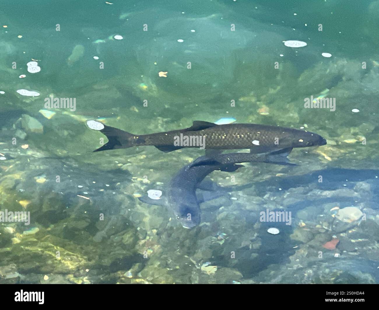 Cavedano Chub (Squalius squalus Stock Photo - Alamy
