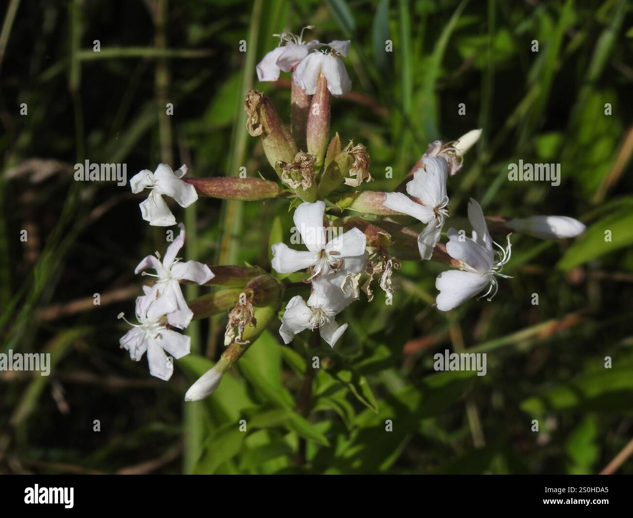 common soapwort (Saponaria officinalis Stock Photo - Alamy