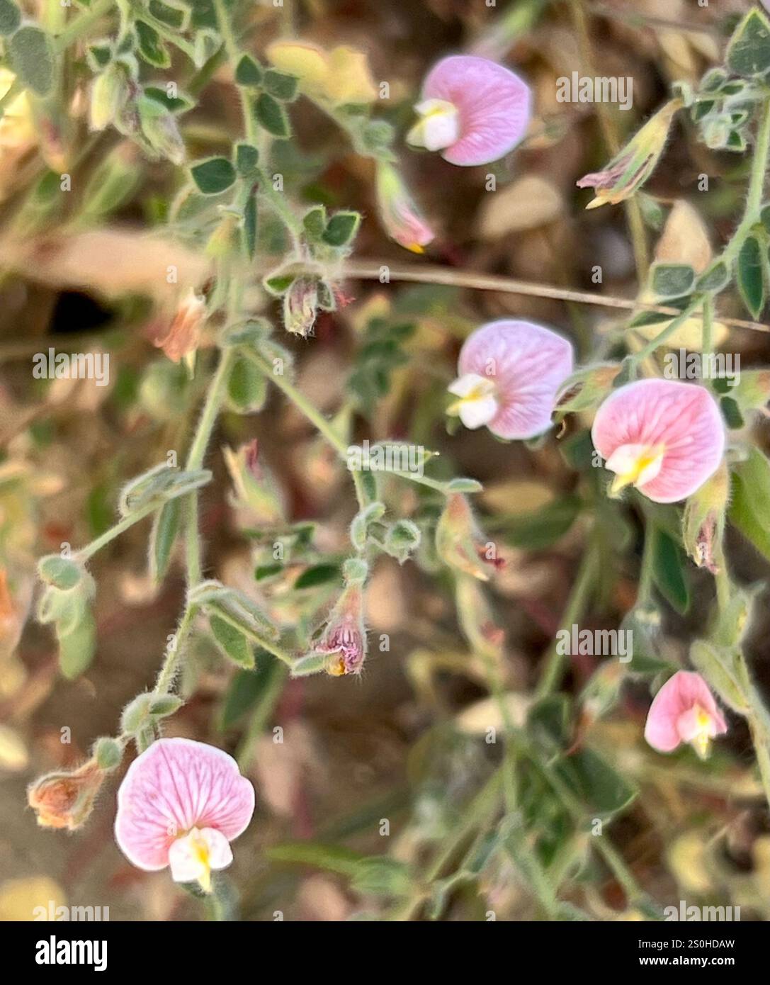 Spanish clover (Acmispon americanus Stock Photo - Alamy