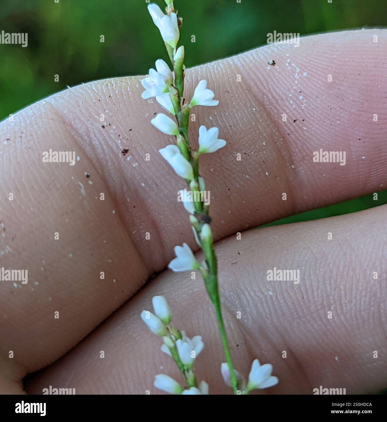 swamp smartweed (Persicaria hydropiperoides Stock Photo - Alamy