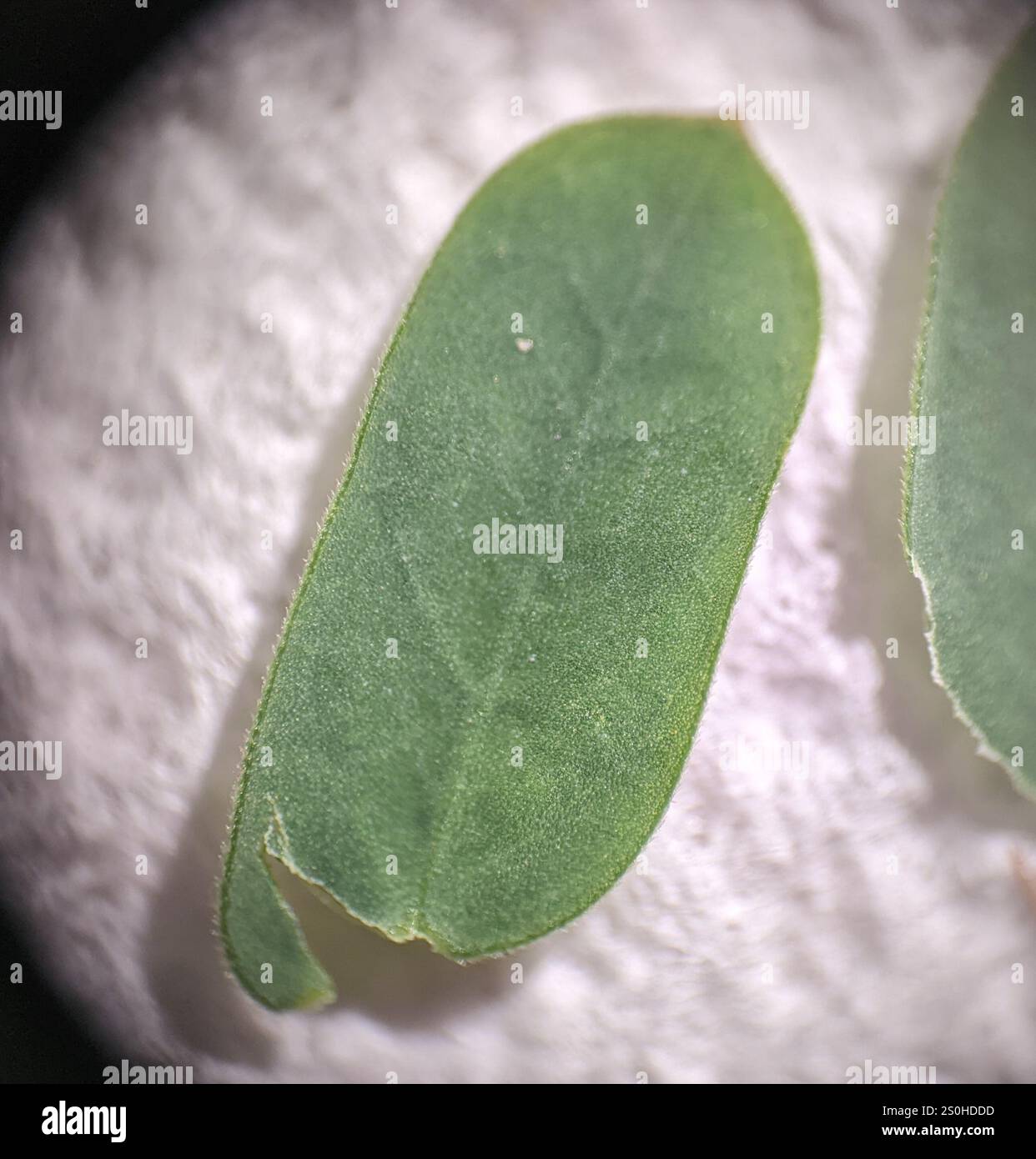 Chamberbitter (Phyllanthus urinaria Stock Photo - Alamy