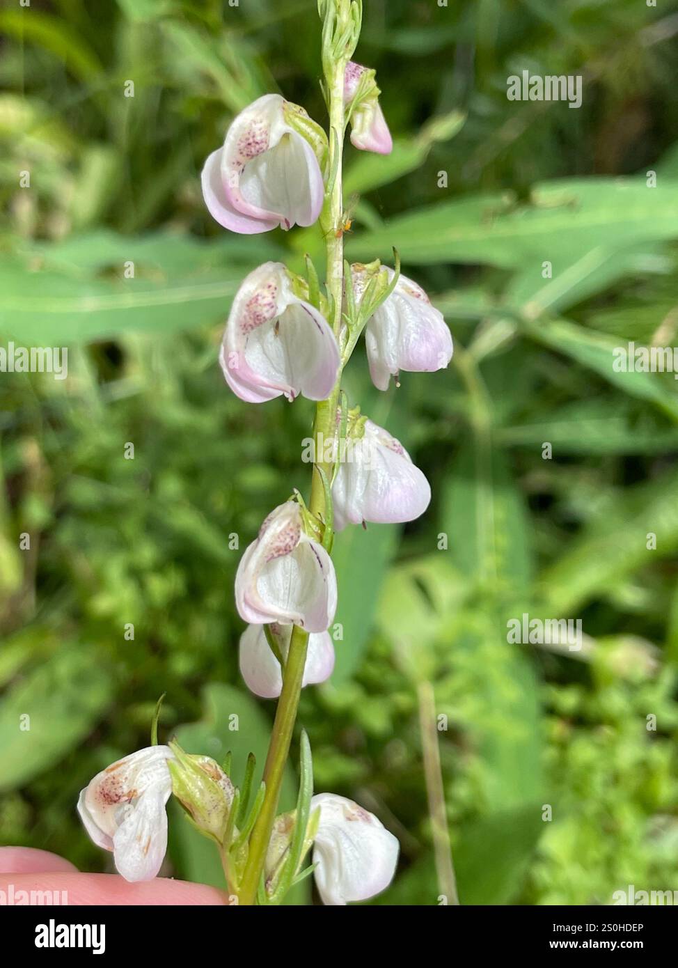 curved-beak lousewort (Pedicularis contorta Stock Photo - Alamy