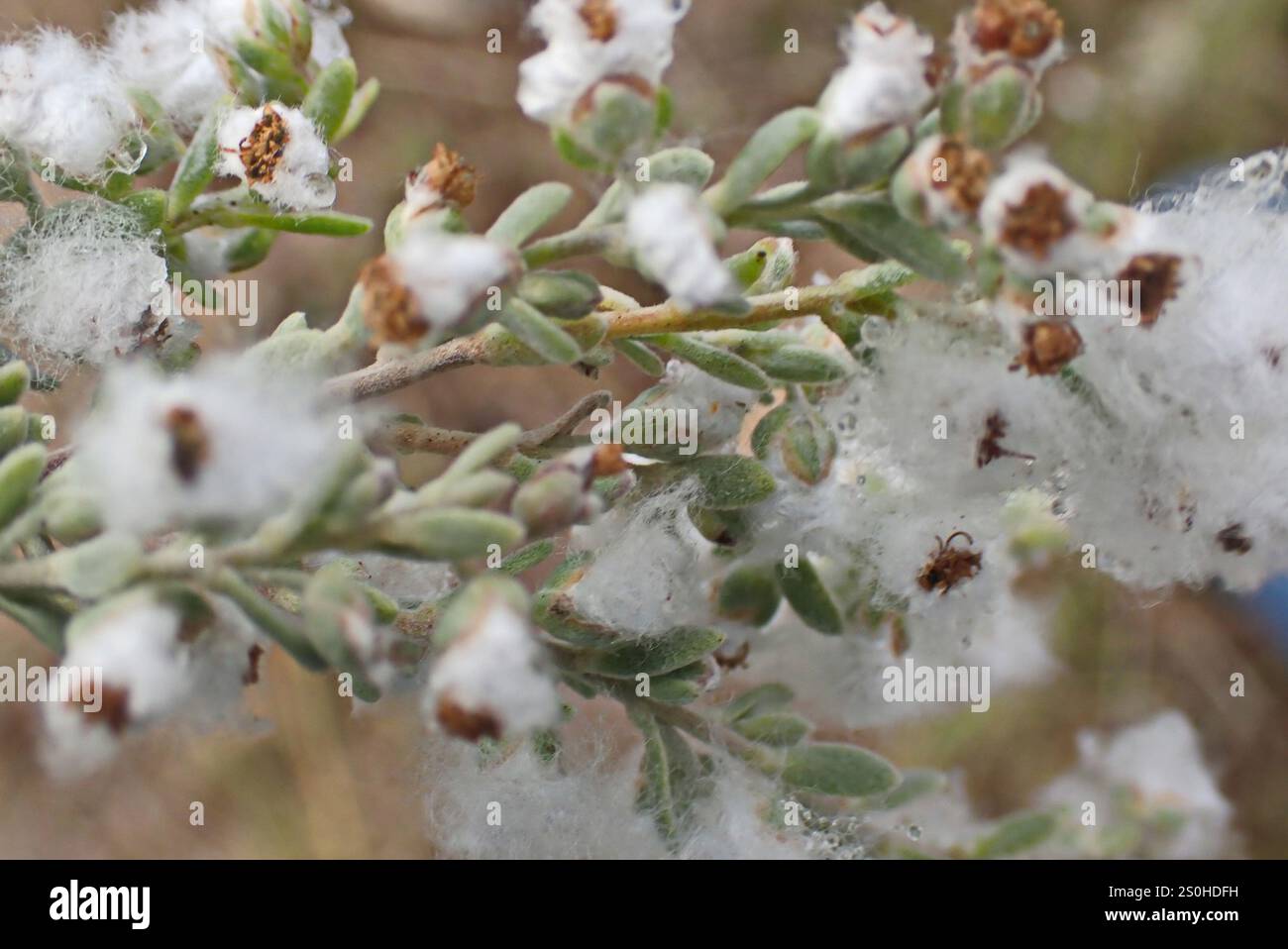 Kapkap Kapok (Eriocephalus racemosus Stock Photo - Alamy