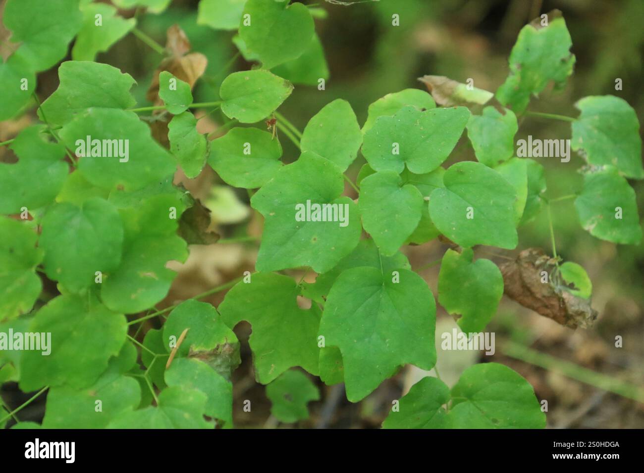 White Inside-out Flower (Vancouveria hexandra Stock Photo - Alamy