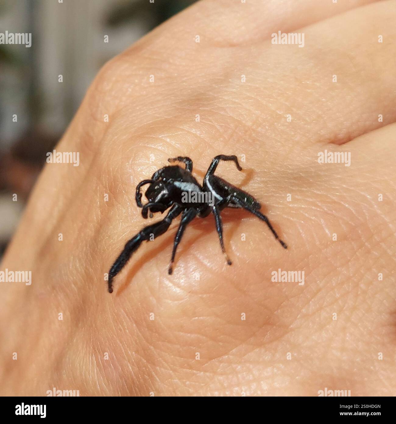 Golden Jumping Spider (Paraphidippus aurantius Stock Photo - Alamy