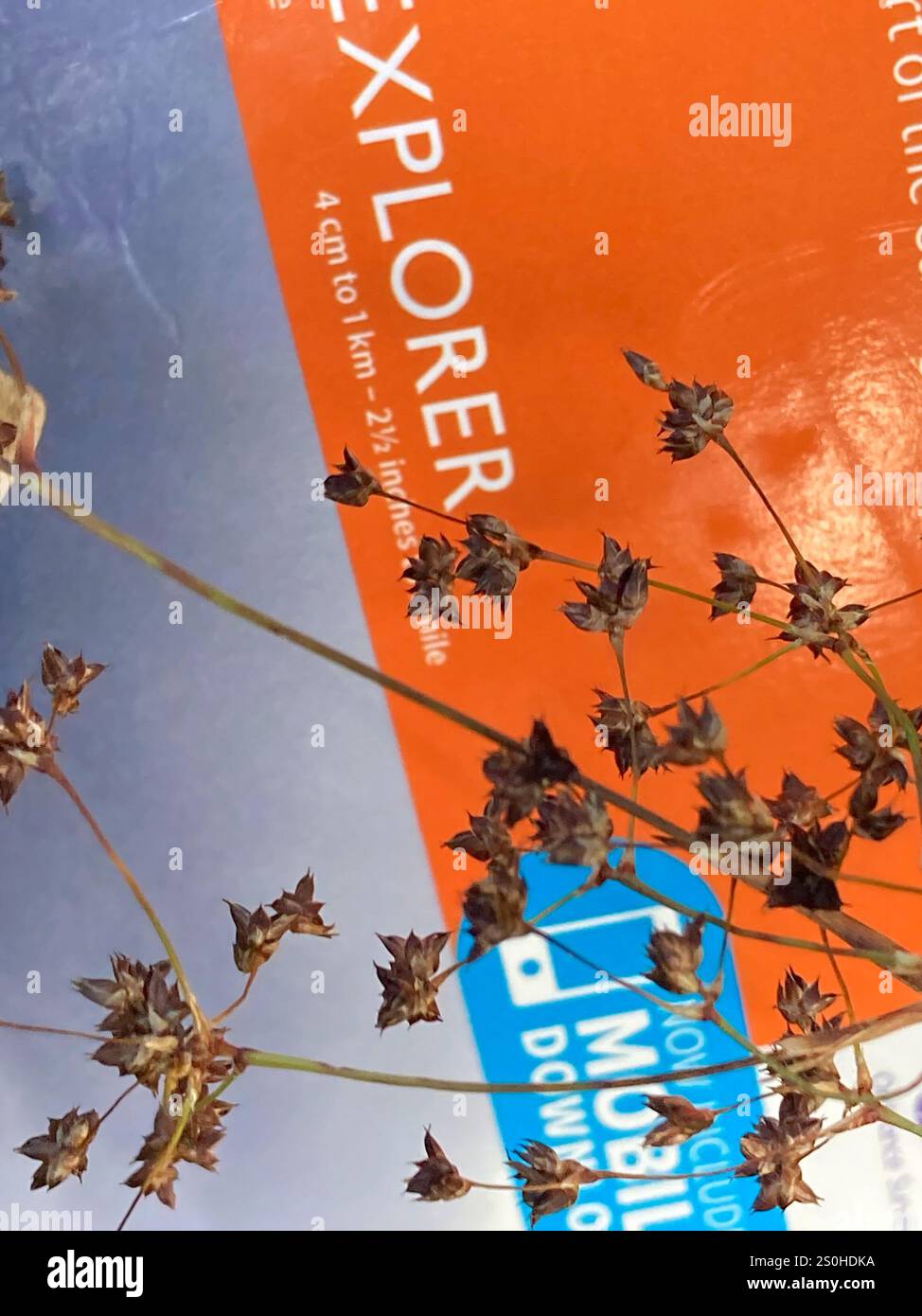 Great Woodrush (Luzula sylvatica Stock Photo - Alamy