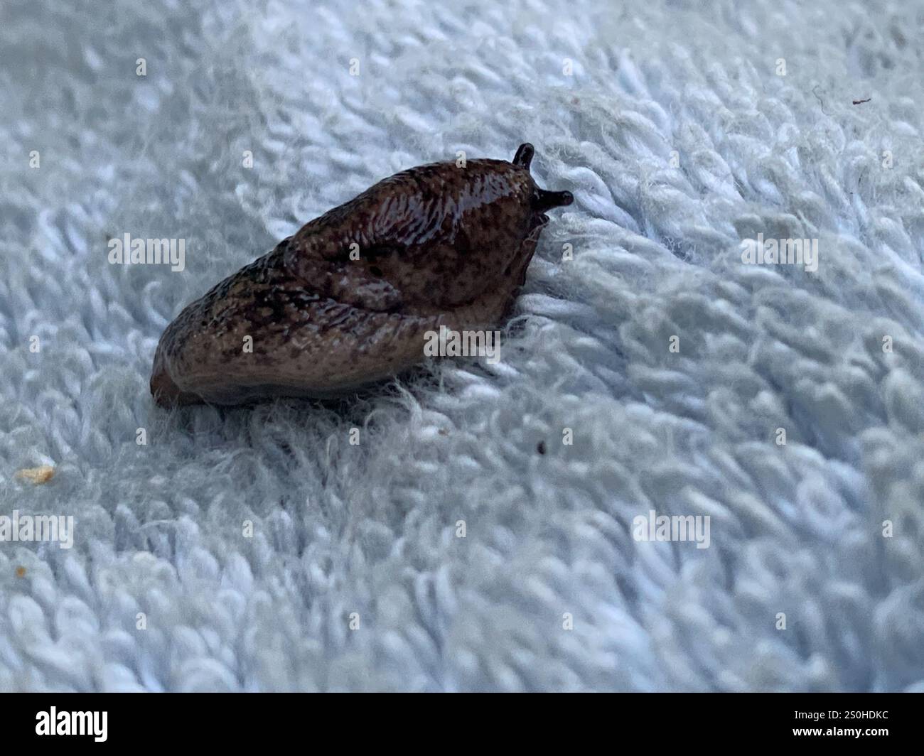Milky Slug (Deroceras reticulatum Stock Photo - Alamy
