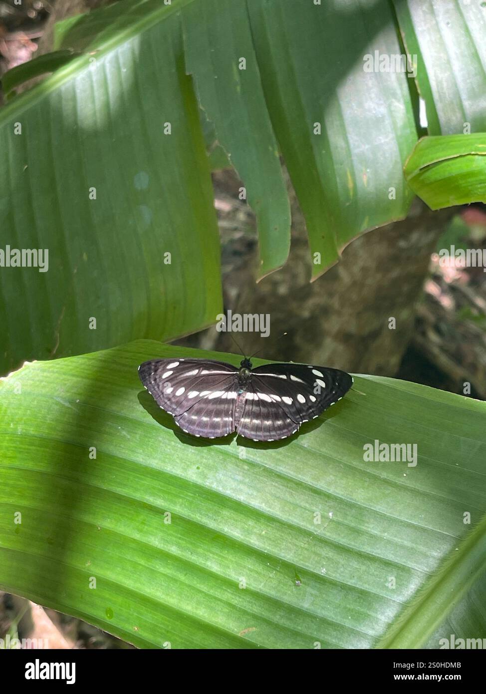 Sullied Brown Sailer (Neptis nata Stock Photo - Alamy