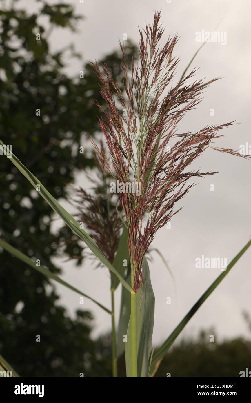 European reed (Phragmites australis australis Stock Photo - Alamy