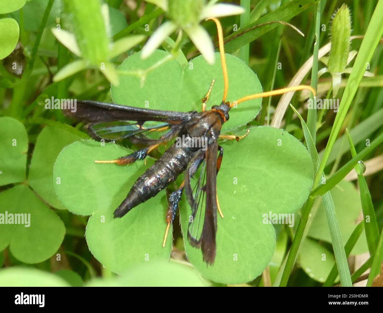 Clematis Clearwing Moth (Alcathoe caudata Stock Photo - Alamy