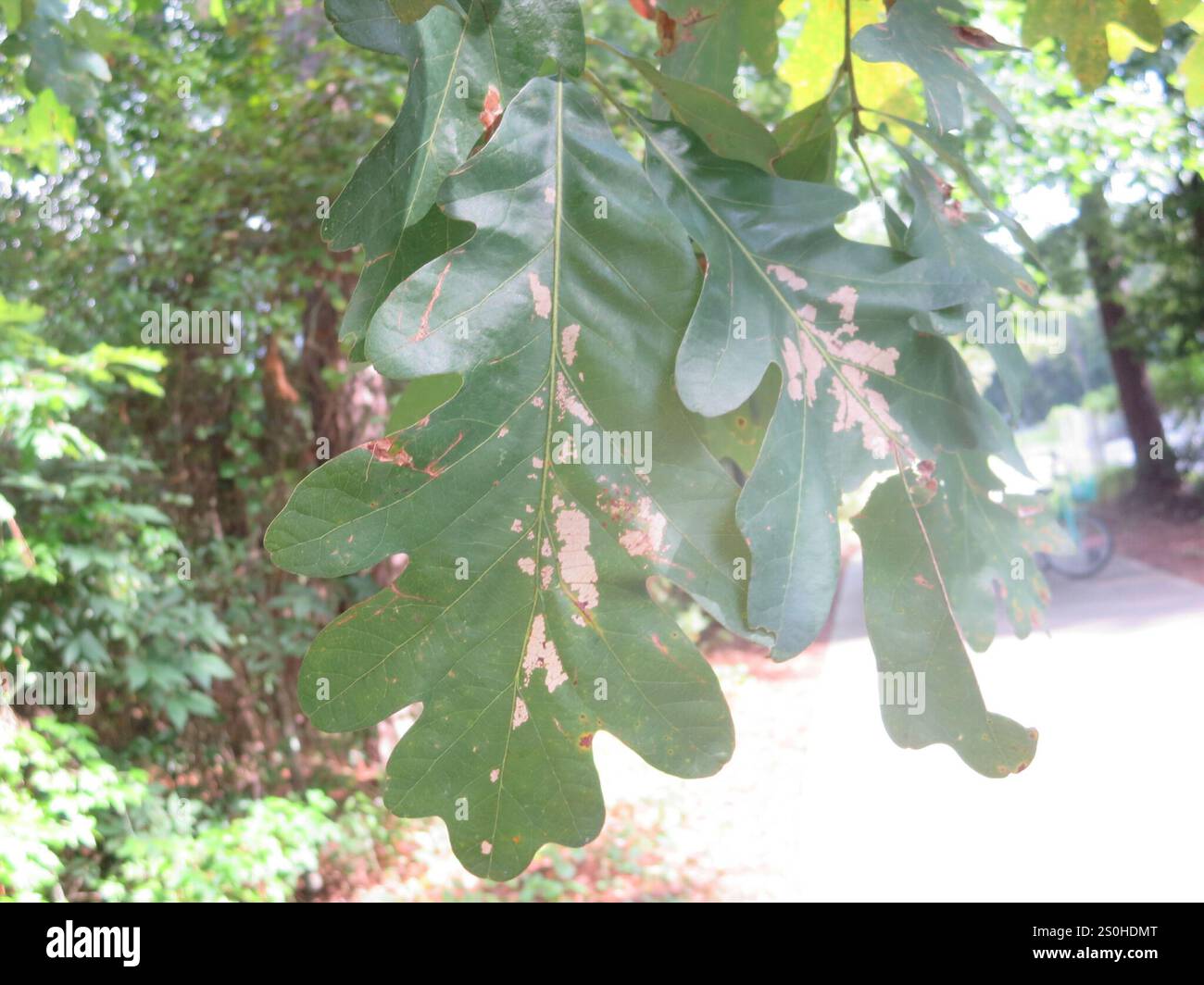 white oak (Quercus alba Stock Photo - Alamy