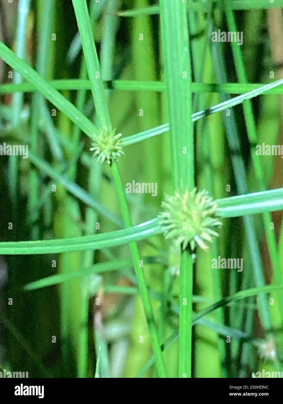 Shortleaf Spikesedge (Cyperus brevifolius Stock Photo - Alamy