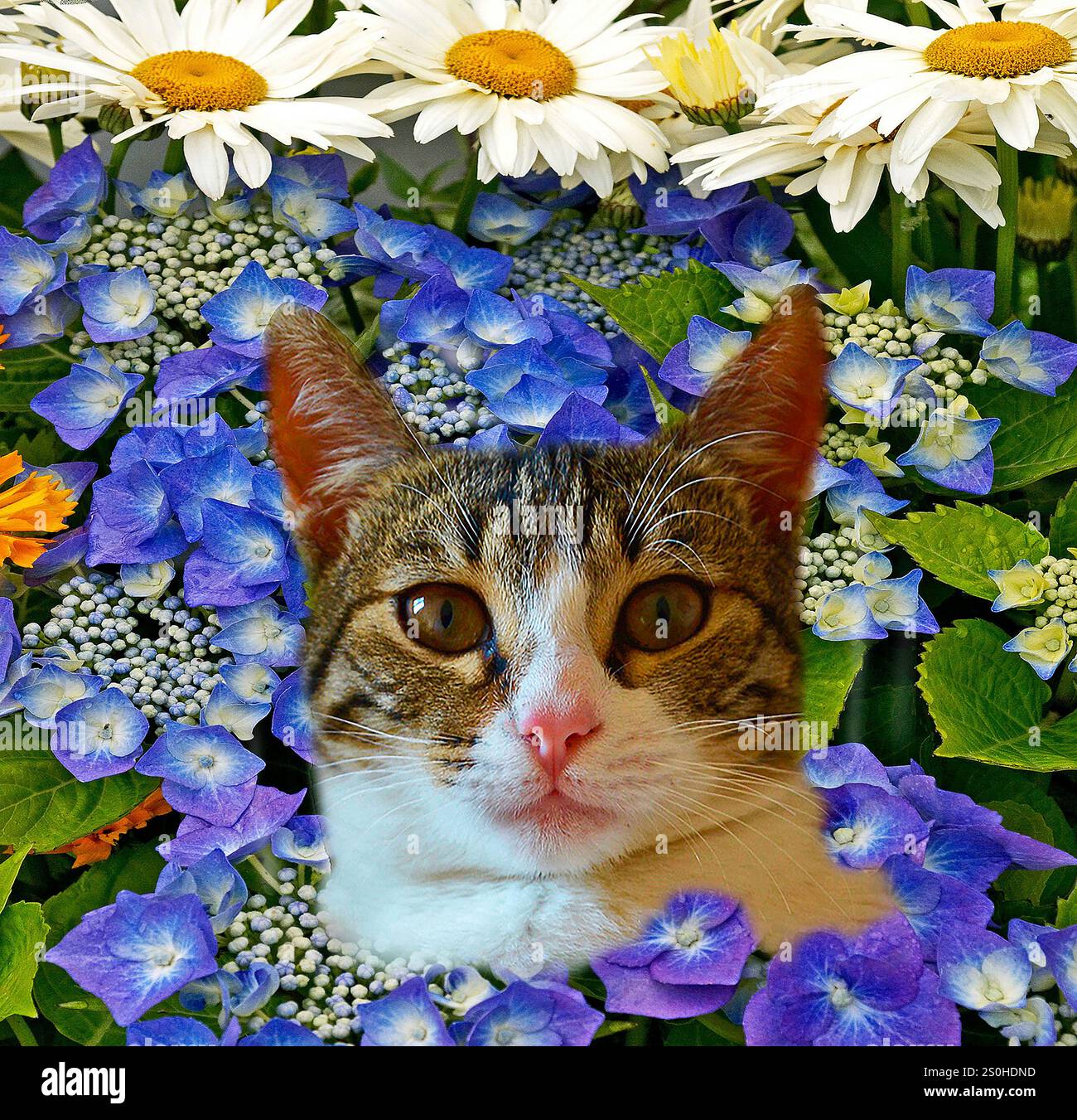 Cat 12 Combination of Cat and Hydrangers making a design Stock Photo ...