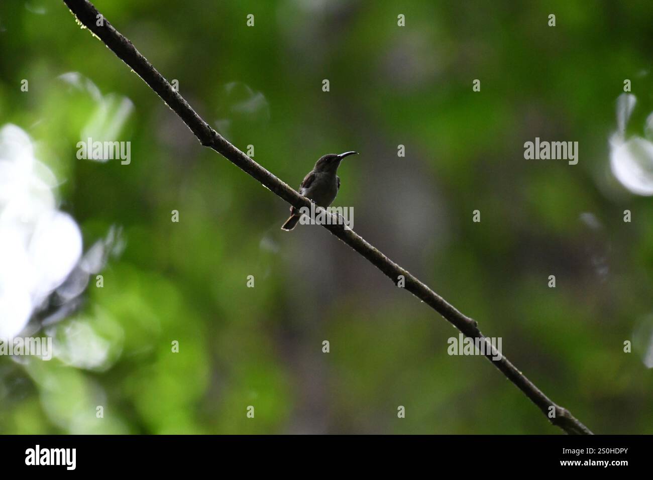 Olive Sunbird (Cyanomitra olivacea Stock Photo - Alamy