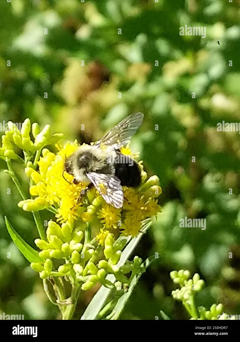 Common Eastern Bumble Bee (Bombus impatiens Stock Photo - Alamy