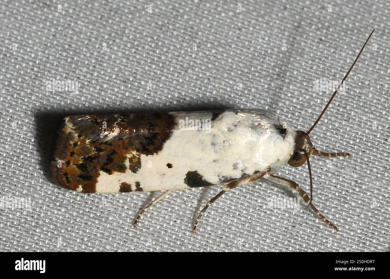 Exposed Bird Dropping Moth (Tarache aprica Stock Photo - Alamy