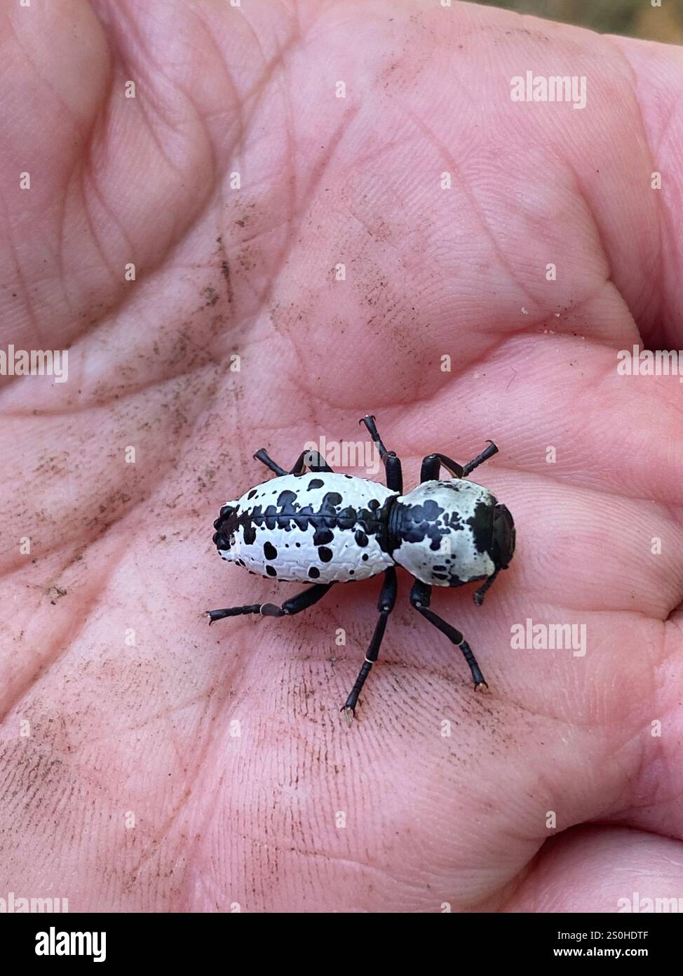 Texas Ironclad Beetle (Zopherus nodulosus haldemani Stock Photo - Alamy